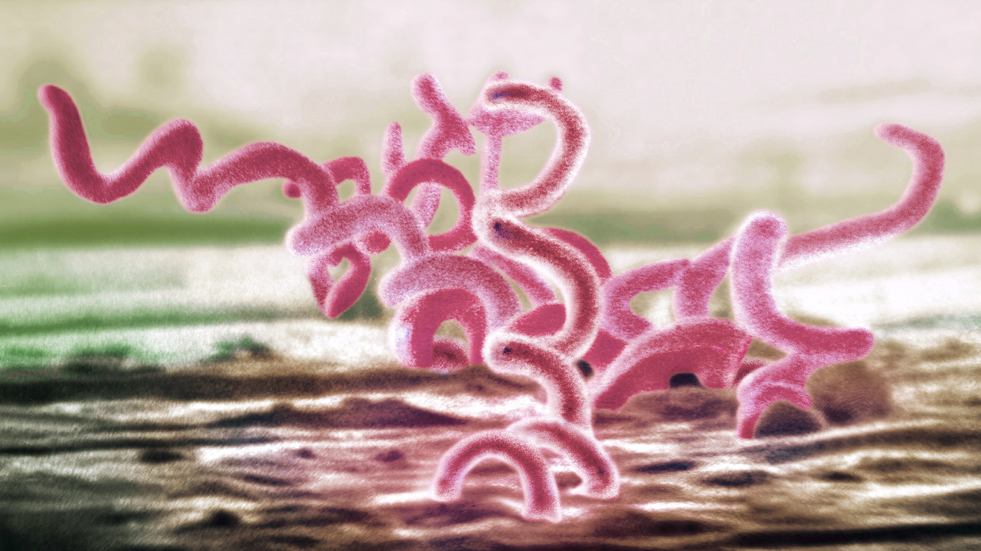 男性の梅毒の症状の特徴と治療方法 - 性病の知識と性病治療薬の専門サイトのクレンナビ